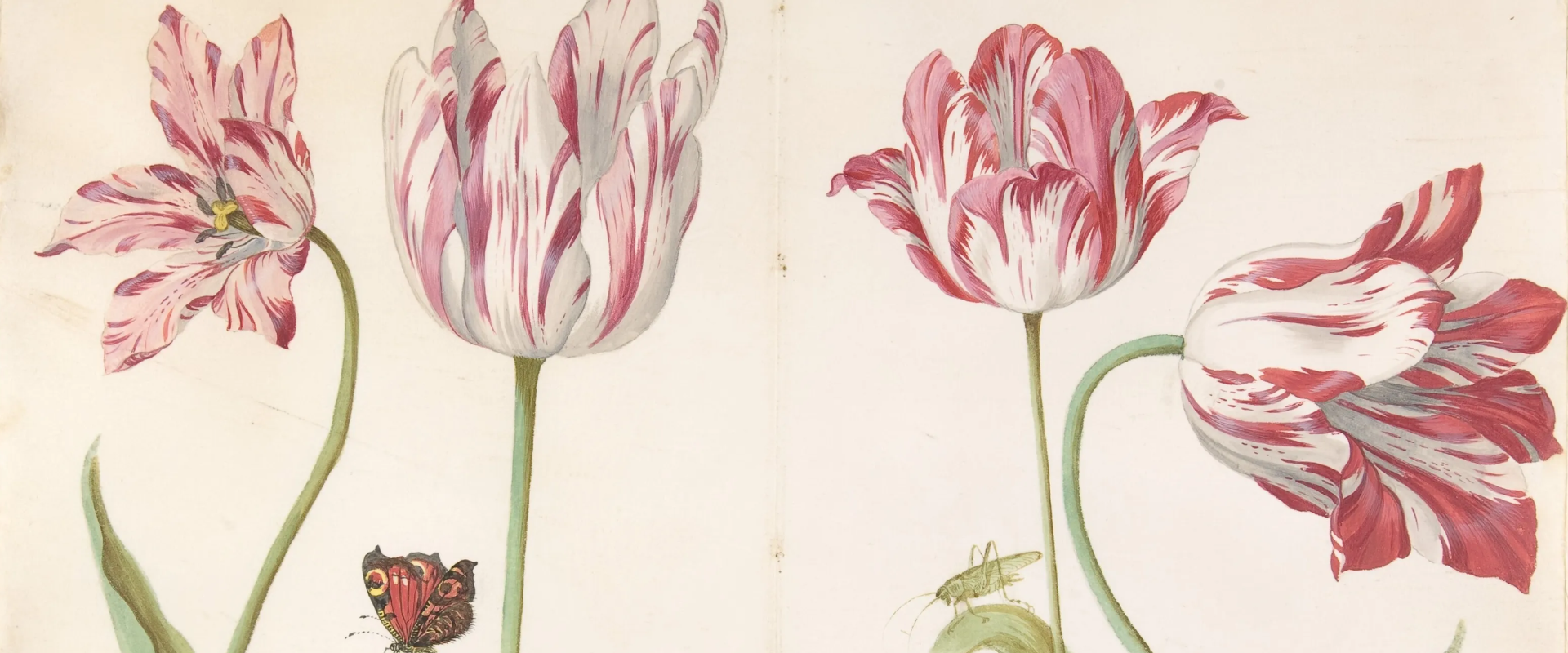 The History: From Wildflower to National Icon – Tulip Fields Netherlands