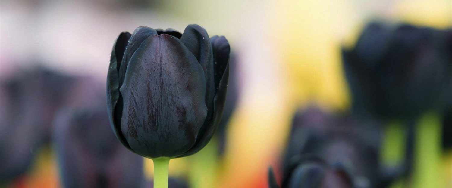 The Black Tulip: Myth or Reality? – Tulip Fields Netherlands