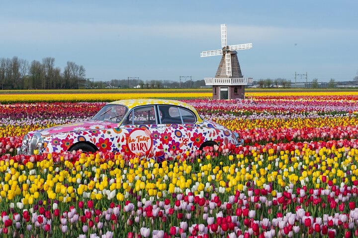 Tulip Gardens – Tulip Fields Netherlands